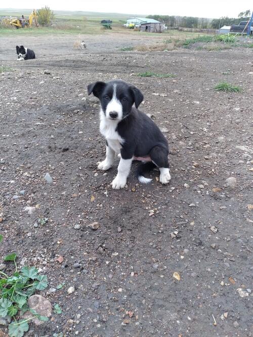 PURE BREAD BORDER COLLIE PUPPIES | Flasher, ND