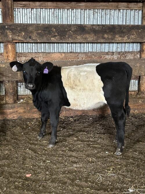 Belted Galloway Heifers | Granville, ND