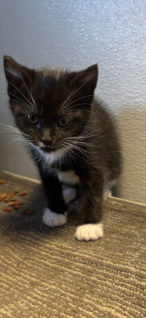 Free Kitten | Hague, ND
