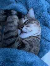 Purebred TICA Registered Bengal Kittens | Bismarck, ND