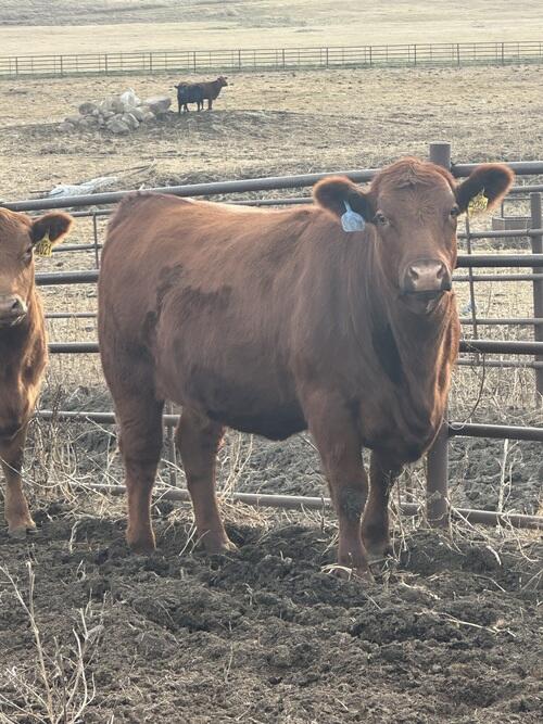 7 BIG RED ANGUS SIMM CROSS BRED HEIFERS | Menoken, ND