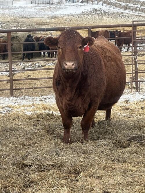 35 BIG YOUNG RED ANGUS BRED COWS BRED CHAR | Menoken, ND