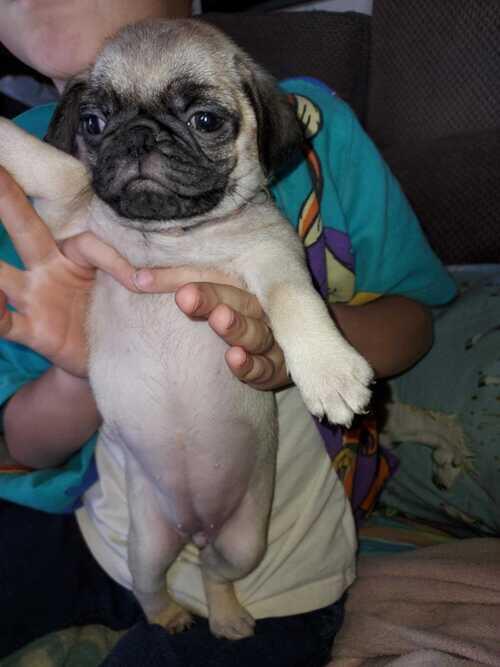 Pug hugs available Bismarck/Billings | Driscoll, ND