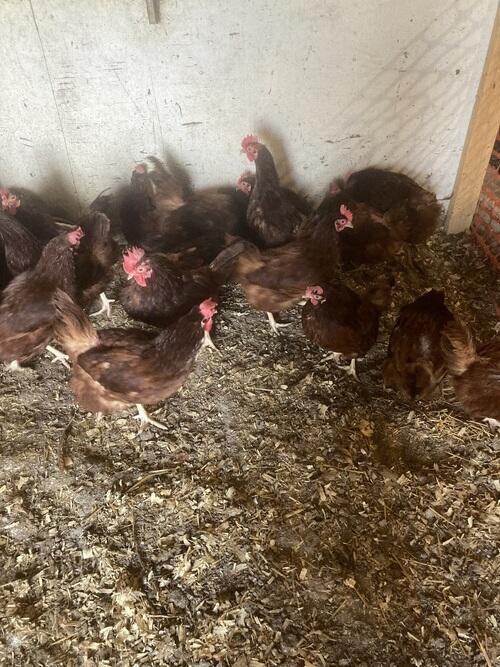 For Sale. 100 -year old hens. Presently laying 40-50 eggs daily. $5 or ...
