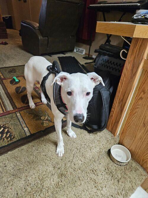 Need to rehome my dog asap. Will be up to date on Rabies, distemper ...