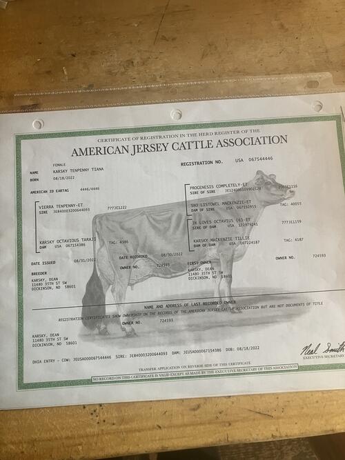 3 year old nurse cow..due March 3.. exposed to both shorthorn and angus ...