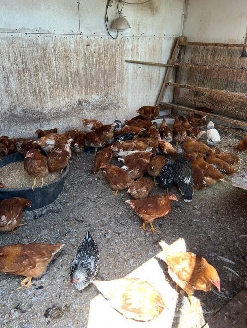 Laying pullets for sale | Hannover, ND