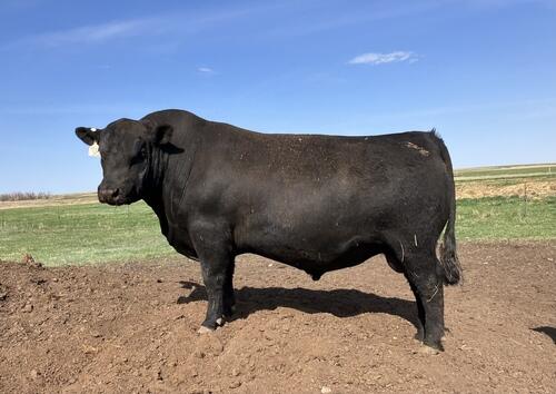 Registered Angus Bulls | Gettysburg, SD