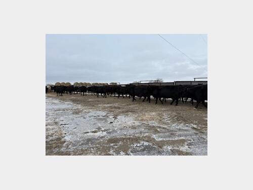 Short Term Angus Cows | Menoken, ND