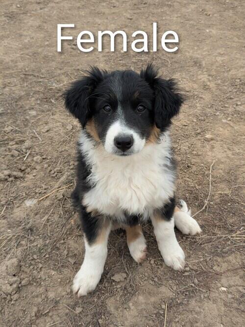 13 Week English Shepherd Cross Puppies | Billings, MT