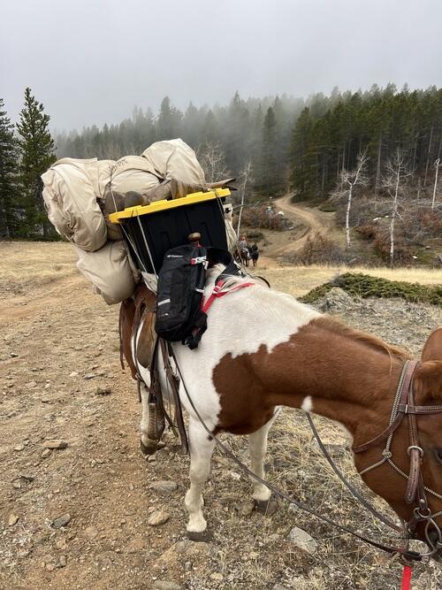OBO. 15yr old paint mare, about 13-14HH. All around great horse, kids ...