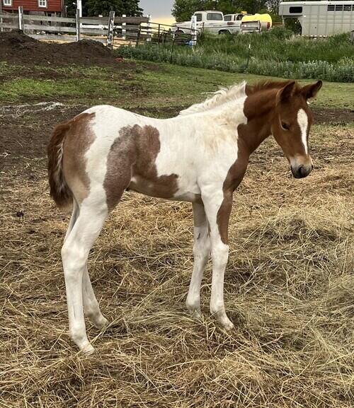 2025 APHA registered Red Roan Paint Filly | York, ND