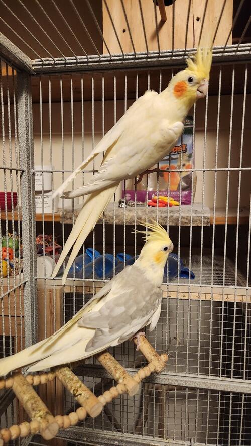 Breeding pair of cockatiels. | Bismarck, ND