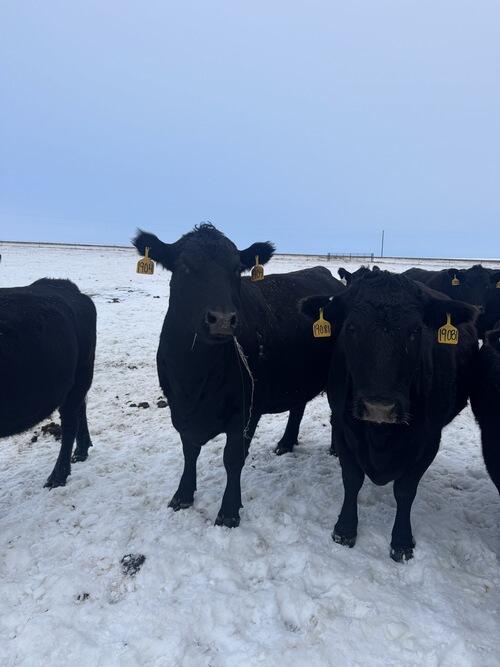 15 bred cows | Regent, ND