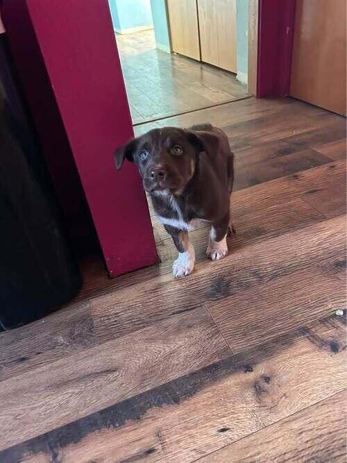 Abandoned puppy | Norwich, ND