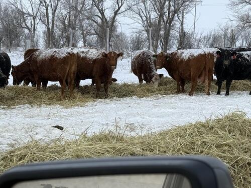 3 year old (2nd calf) cows | New England, ND