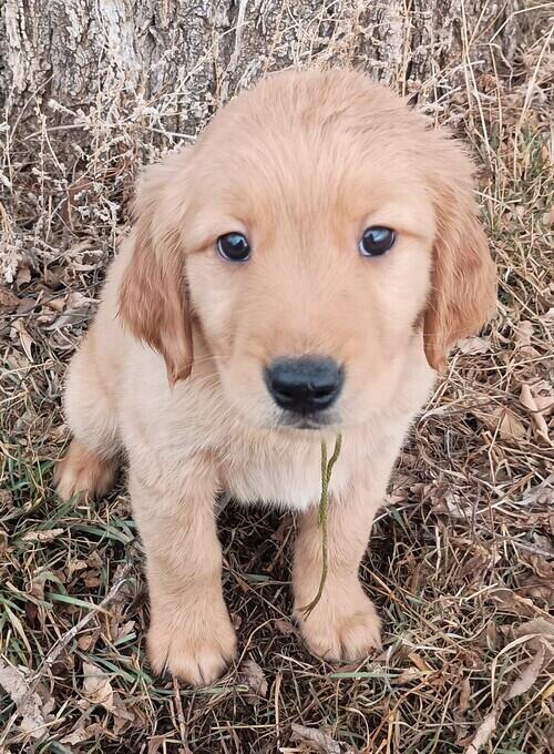 AKC Golden Retriever puppies for sale! | Elgin, ND