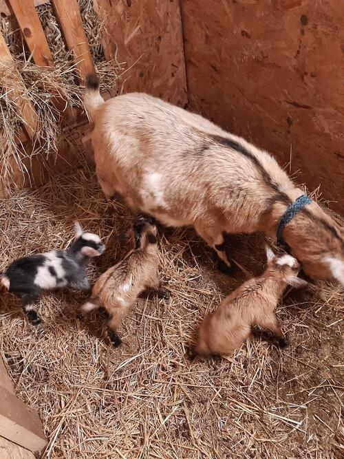 Meet Annie and her triplets! | Karlsruhe, ND