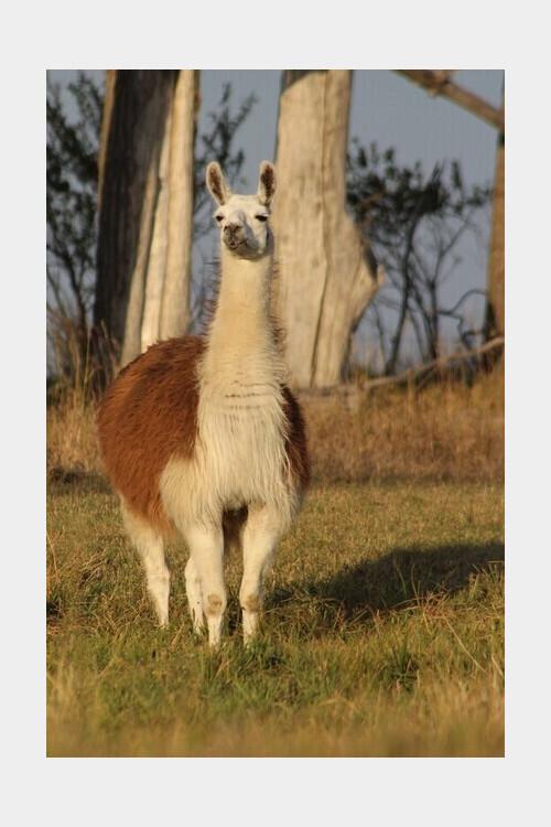 Guard Llamas For Sale! | Richardton, ND