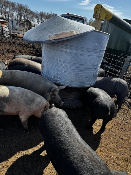 Butcher Pigs | Zeeland, ND
