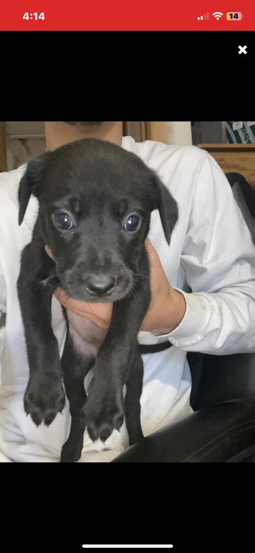 7 week old puppies ready to go to forever homes. Black lab mix American ...