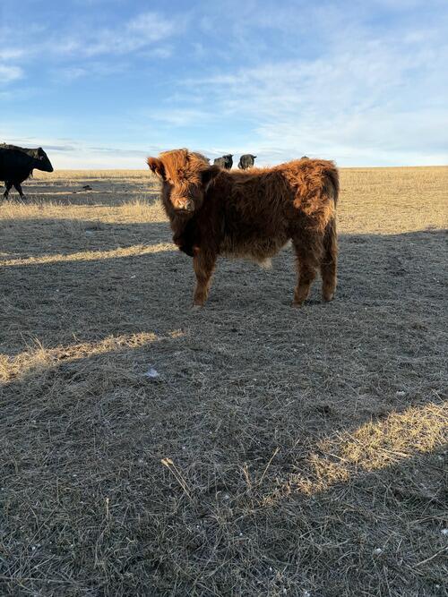 Mini highlander bull for sale | Wibaux, MT