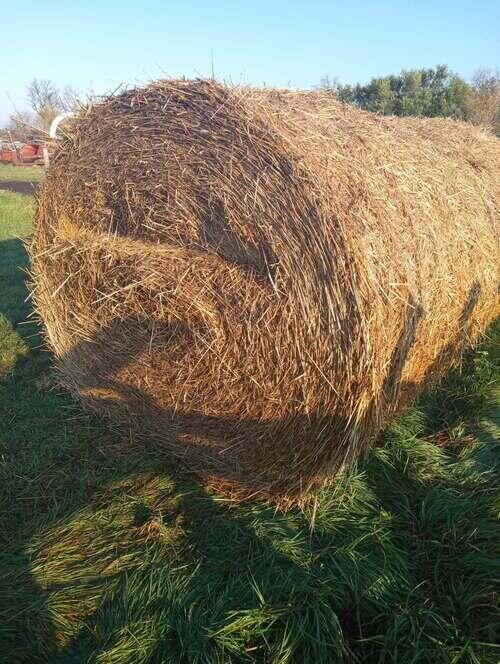 Conventional wheat straw | Valley City, ND