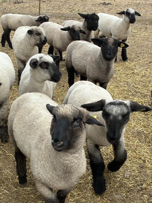I have 20 Suffolk cross Hampshire ewe lambs for sale. | Savage, MT