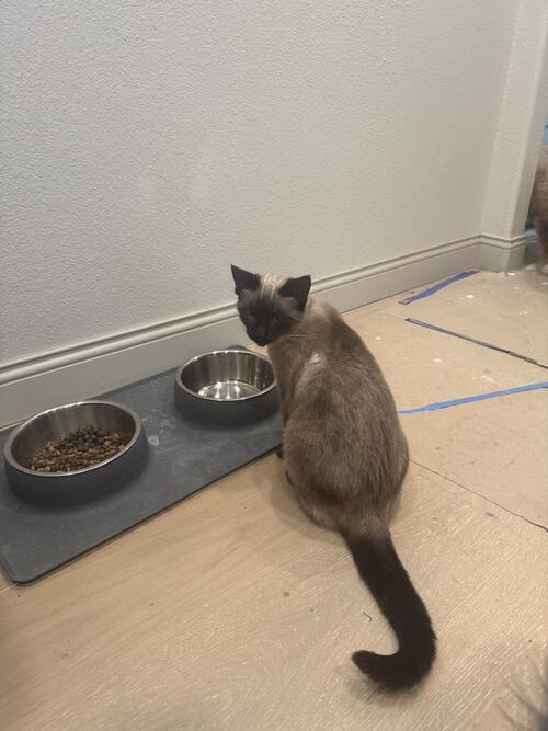 Kit-Kat! Shes a Siamese farm cat who we found as a small kitten on our ...