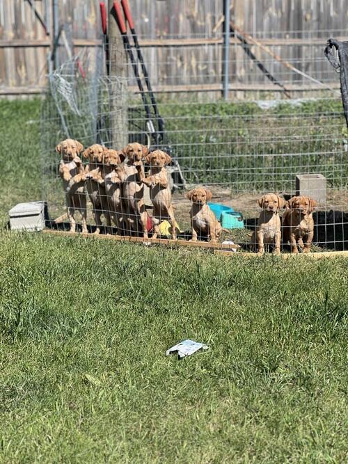 Portugus pointer and yellow lab puppies, theyll be gone this weekend so ...