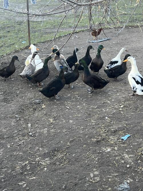 Pending pick up: FREE DUCKS!!! | Webster, ND