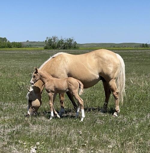 Wanted open mares | Denbigh, ND