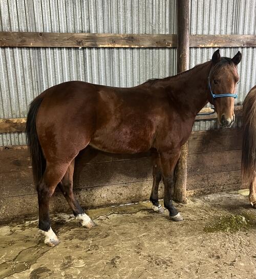 Heres another one that we enjoy riding. Hes a 3 year old AQHA gelding ...