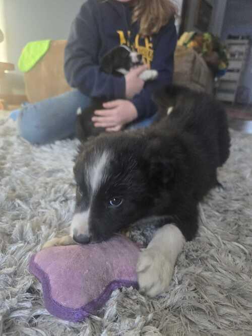 Pure bred border collie puppies born October 12. | Flasher, ND