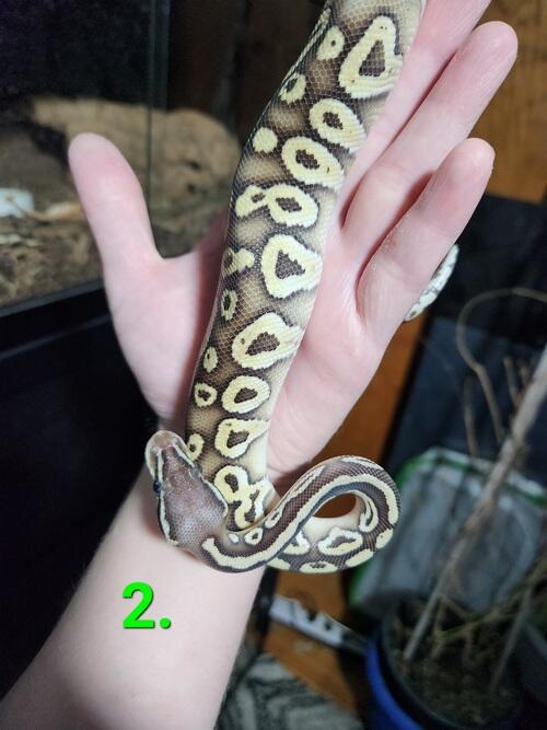Male ball python pastel Mojave Sulfur pos het vpi axanthic | Mandan, ND