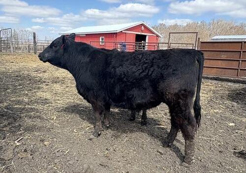 Black Angus Bulls | Verona, ND
