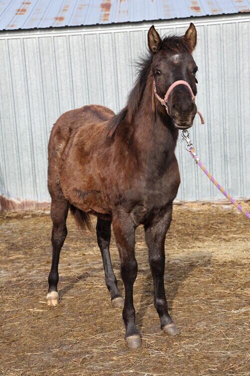 LXH Shining Monte -- Smoky Blue Roan Stud | Menoken, ND