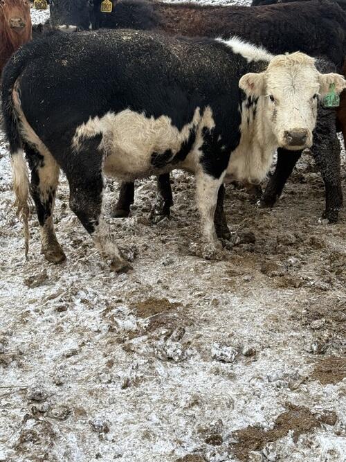 Mini cow. Bred to low birth weight black angus bull. Shes due April 5 ...
