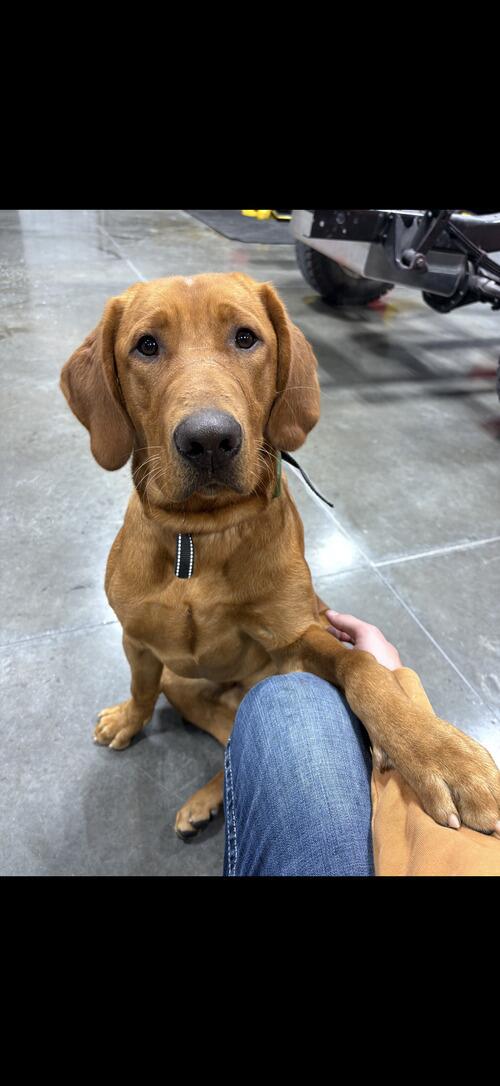 Rehoming year old male red lab. | Bismarck, ND