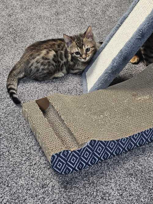 1 adorable friendly pure bred male bengal kitten | Menoken, ND