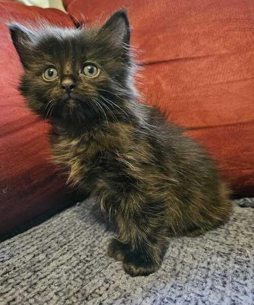 Ragdoll Manx mix kitten | Dickinson, ND