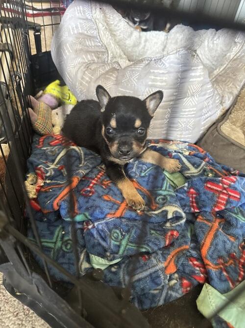 French bull and wiener cross puppy looking for new address. First shots ...