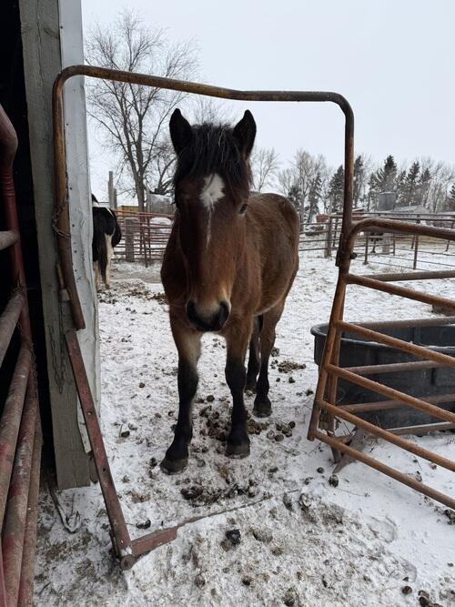 Coming 2 yr old Percheron colts and fillies. Will mature between 16 to ...