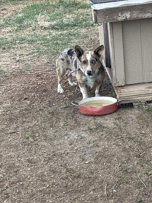 2 yr old Corgi/Hanging Tree Dog | Dickinson, ND