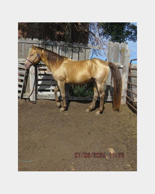 Smart Golden Cowboy aka Jackson | Sidney, MT