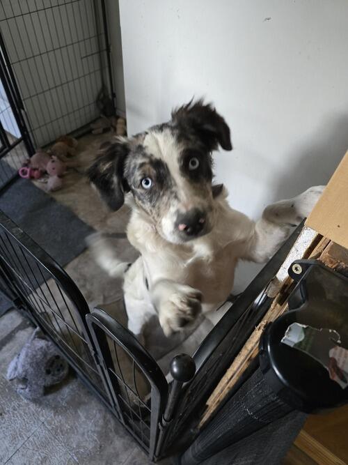 1 year old australian shepherd mix | Underwood, ND