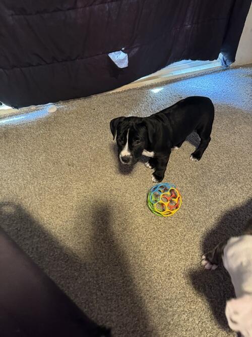Pitbull puppies born November 30 2 females 1 male | Bismarck, ND