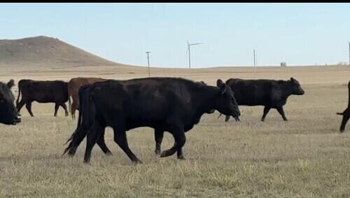 two year old Bred Cows | Bowman, ND