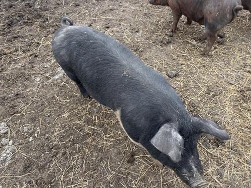Butcher Hogs/Pigs UPDATE! | Maxbass, ND