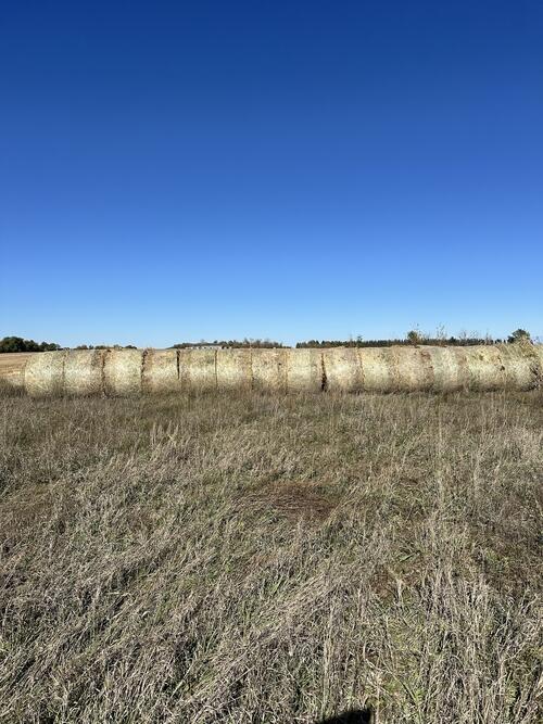 Bales of cover crop hay, mixture of Sadden grass, millet, sugar beets ...